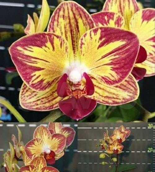 Орхидея Phal. Fangmei Sweet 'Splash'