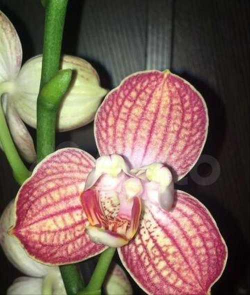 Орхидея фаленопсис Бабулетка Равелло
