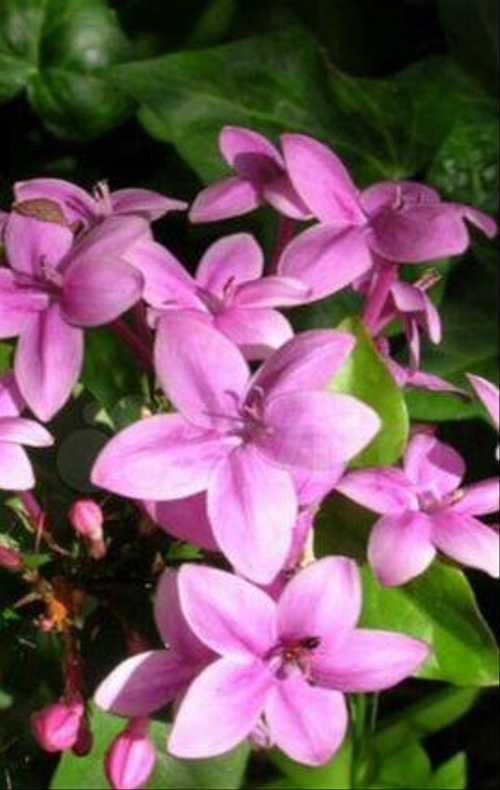 Экзотический псевдоэратемум