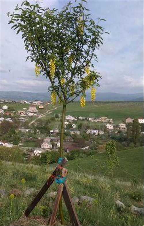 Черенки бирючины обыкновенной,тополя и девичий вин