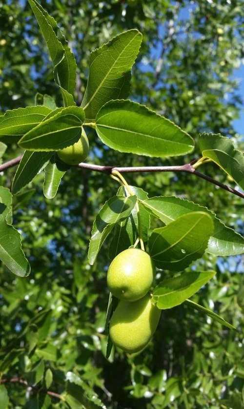 Саженцы зизифуса /китайский финик унаби