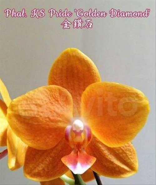 Орхидея Phal. KS Pride 'Golden Diamond'