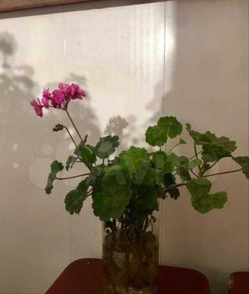 Пеларгония Герань розовая Черенки Растение
