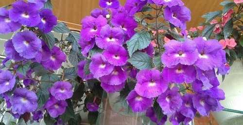 Ахименес Purple King комнатные растения