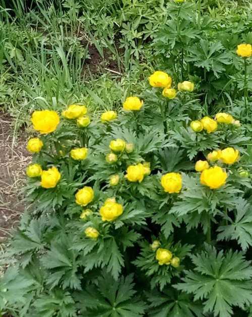 Бесплатно лилейник, купавка