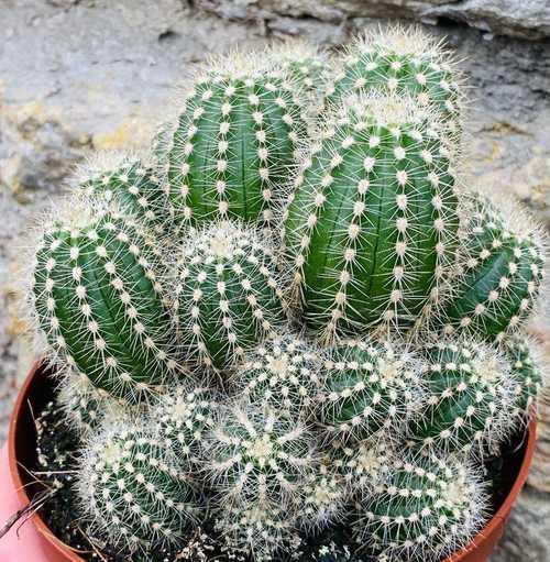 Кактус Trichocereus v. Pilosocereus ssp