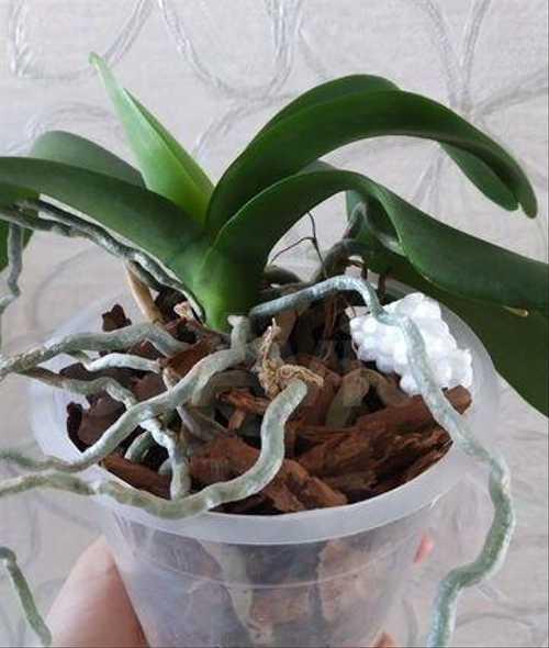 Орхидея фаленопсис, отцвела (цвет сюрприз)