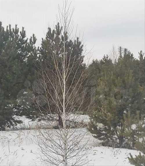 Питомник,деревья,благоустройство