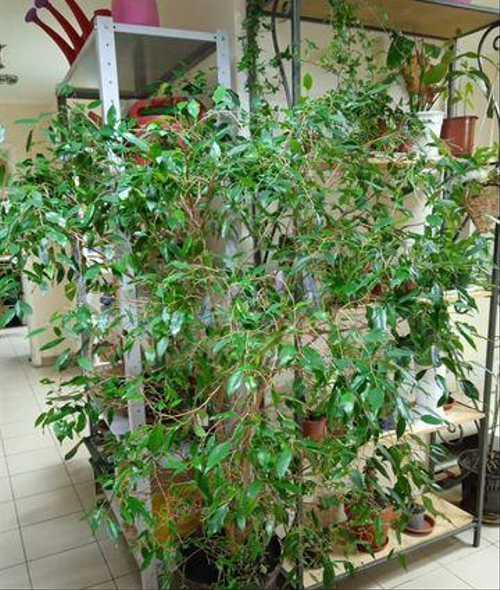 Фикус Бенджамина (Ficus benjamina)