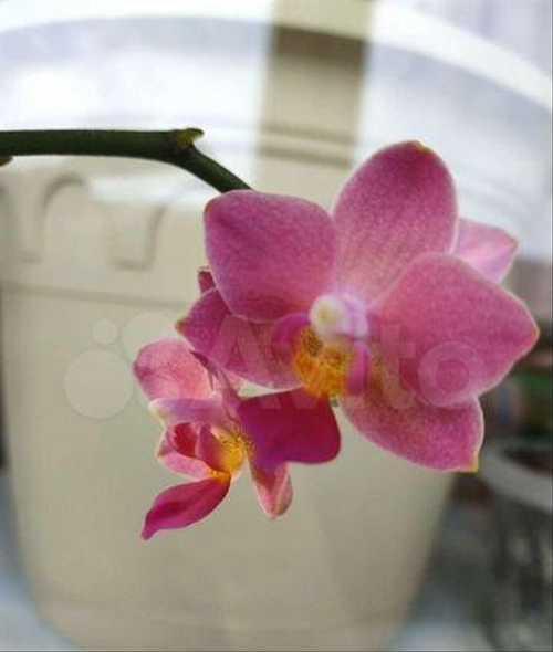 Орхидея фаленопсис Tying shin smart