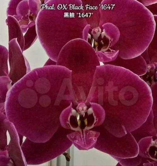 Орхидея Phal. OX Black Face '1647' 2.5" B48