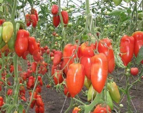 Семена томатов Корнабель F1, Стыдливый румянец