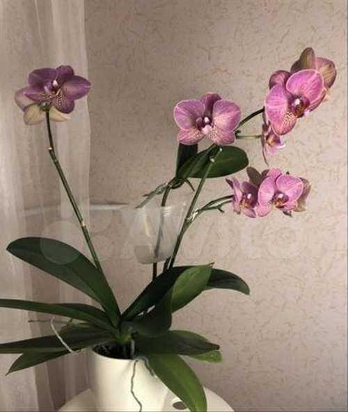 Орхидея фаленопсис Рауль