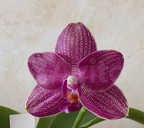 Орхидея Phal. Mituo King RK1 (MA 430)