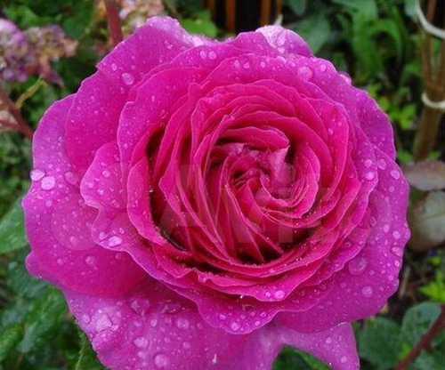 Розы чайно-гибридные: без них в саду скучно и серо
