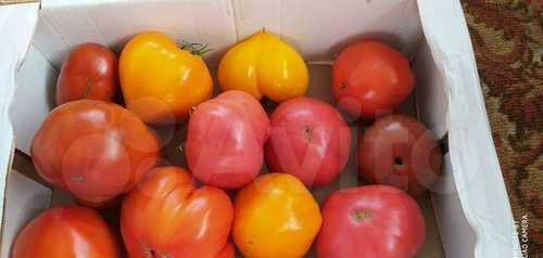 Продажа коллекционных сортов томатов