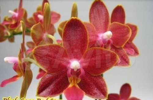 Орхидея фаленопсис(100) сорт Sogo Red Star