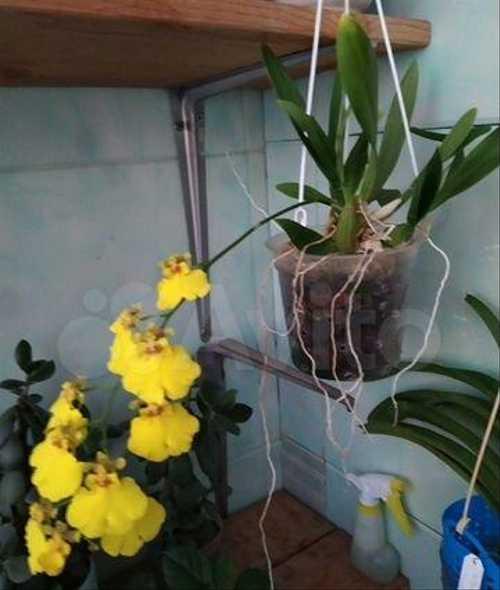 Орхидея Онцидиум Свит Шугарт