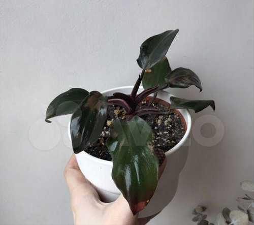Филодендрон пинк квин / philodendron pink queen