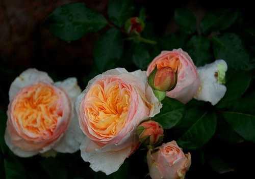 Саженцы роз Английские