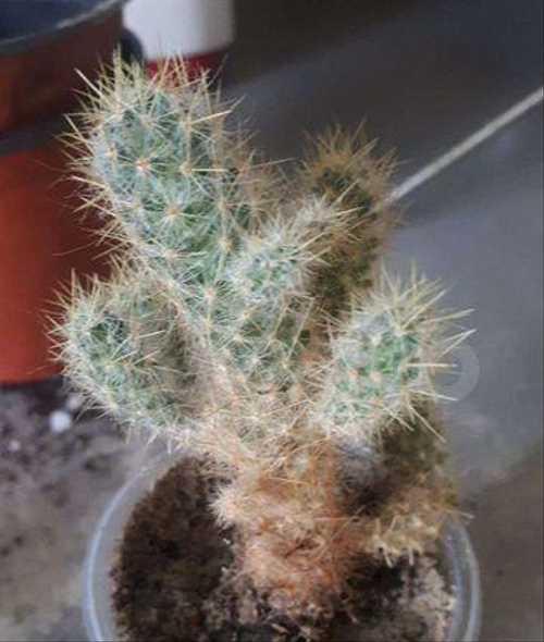 Кактус Mammillaria