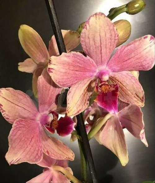 Орхидея фаленопсис сортовая, цветущая