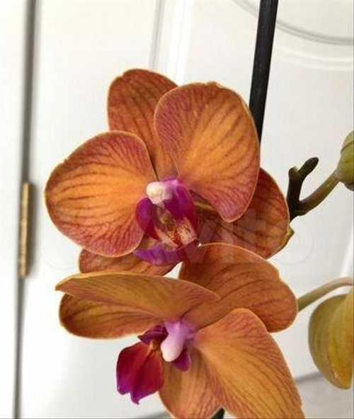 Орхидея фаленопсис ракушка бабочка Тамара