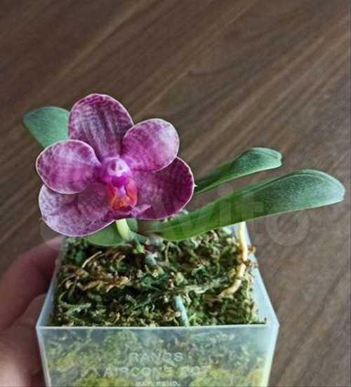 Орхидея Phalaenopsis I Hsin spot eagle