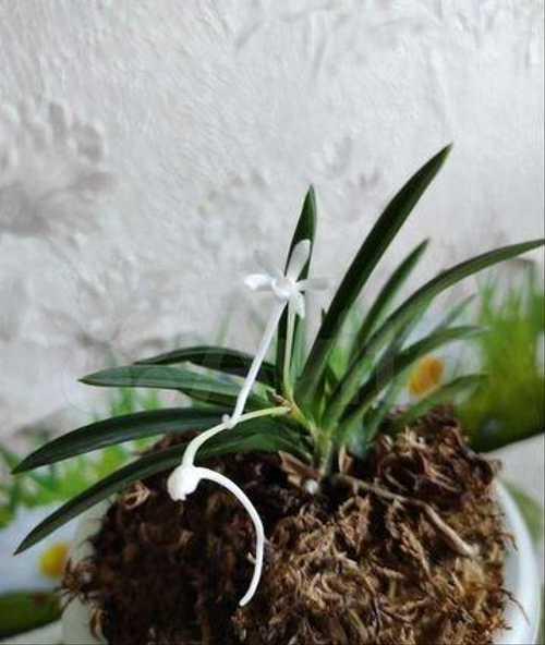 Орхидея Neofinetia falcata