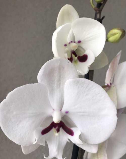 Орхидея фаленопсис, Big Lip