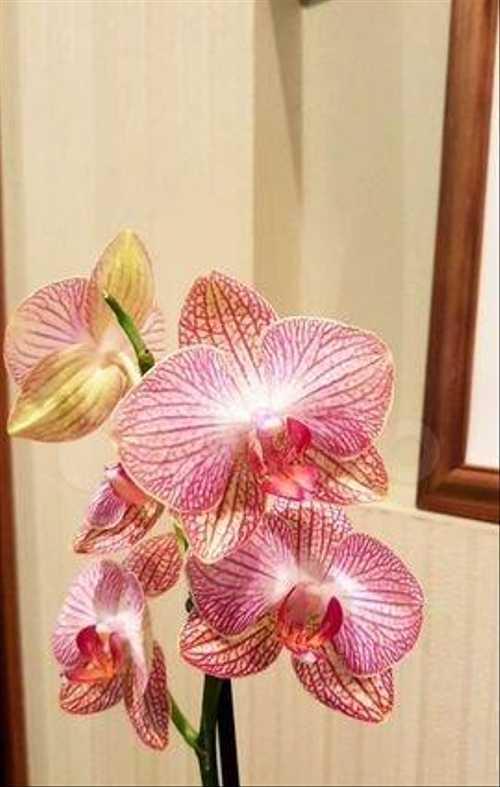 Ravello 3 цветоноса орхидея фаленопсис цветущая