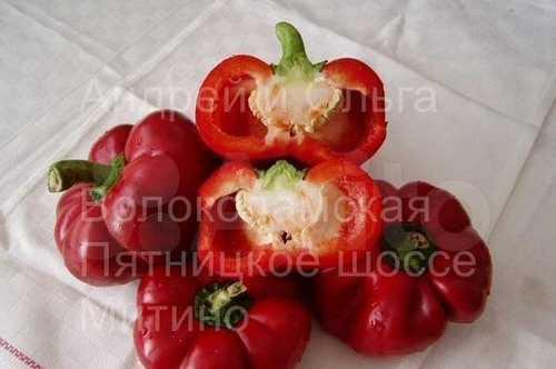 Рассада перца Гогошар, томатов, огурцов *фото свои