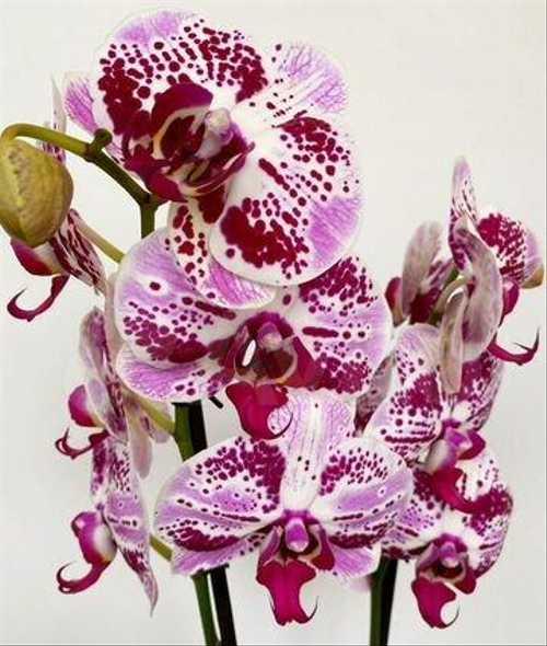 Орхидея фаленопсис «фронтера»