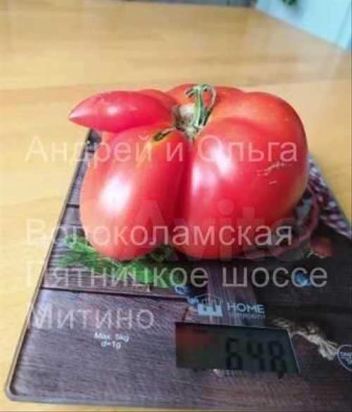 Рассада томатов Дубрава, другая, перцы+ *фото свои
