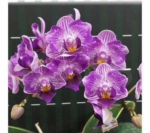 Орхидея фаленопсис бабочка Сого Вивьен
