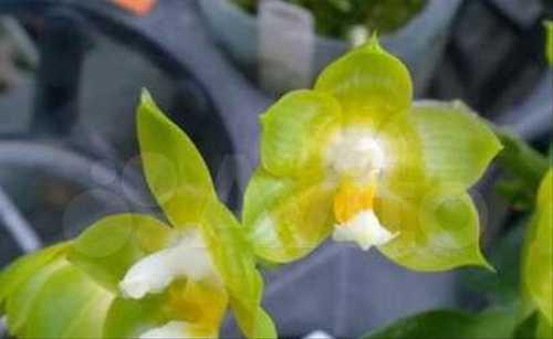 Орхидея фаленопсис Joy Spring Canary 'Joy'