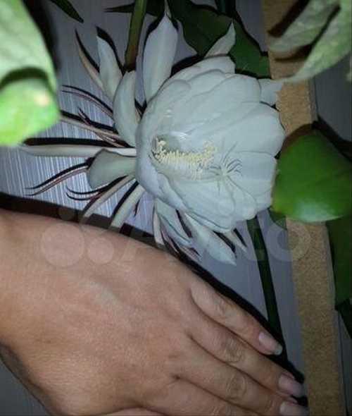 Эпифиллум Оксипеталлум