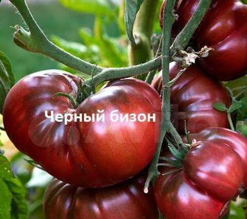 Сортовые семена томатов экзотика