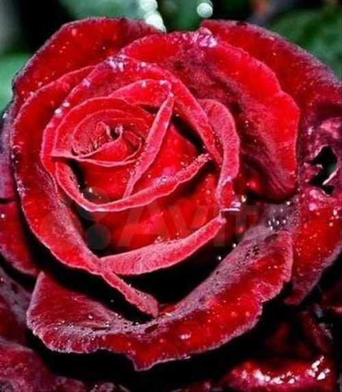 Cаженец Роза чайно-гибридная “Норита” красная