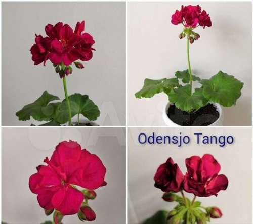 Пеларгония живые розы условно фото и описание