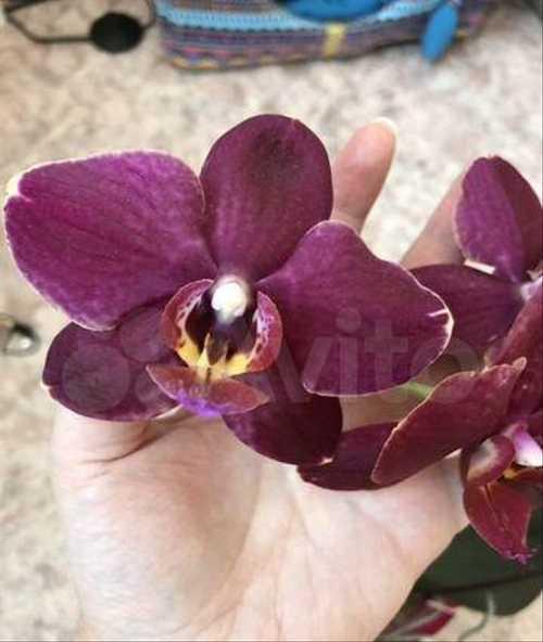 Орхидея Ола