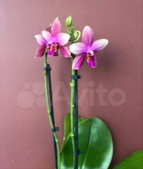 Арома Орхидея лиодоро фаленопсис