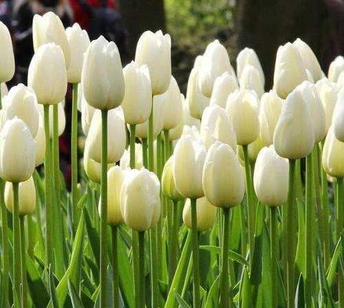 Луковицы тюльпана белого