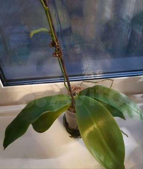 Орхидея Phal. Liodoro