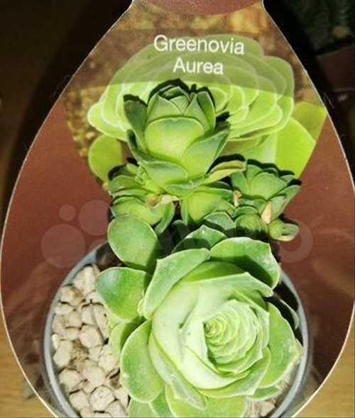 Греновия (Greenovia Aurea)