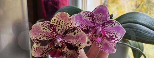 Орхидея Франтера
