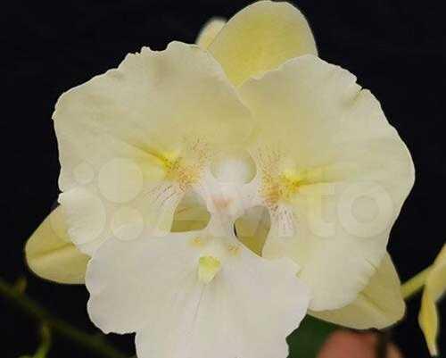 Орхидея Фаленопсис World Class x Amabilis x Sin Yu