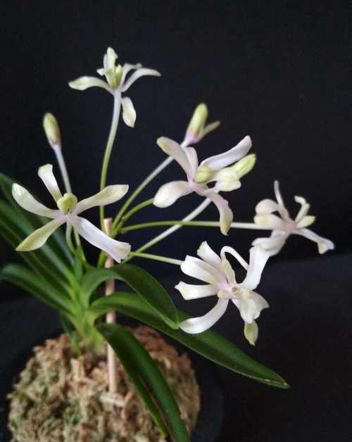 Коллекционная миниатюрная орхидея - неофинетия