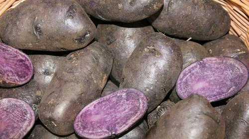 Семянной фиолетовый картофель (обмен)
