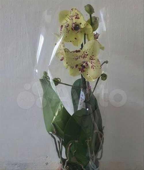Орхидея фаленопсис phal. Albufeira